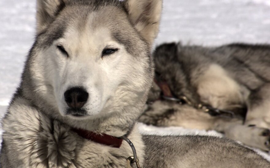 Sol Leks Call Of The Wild